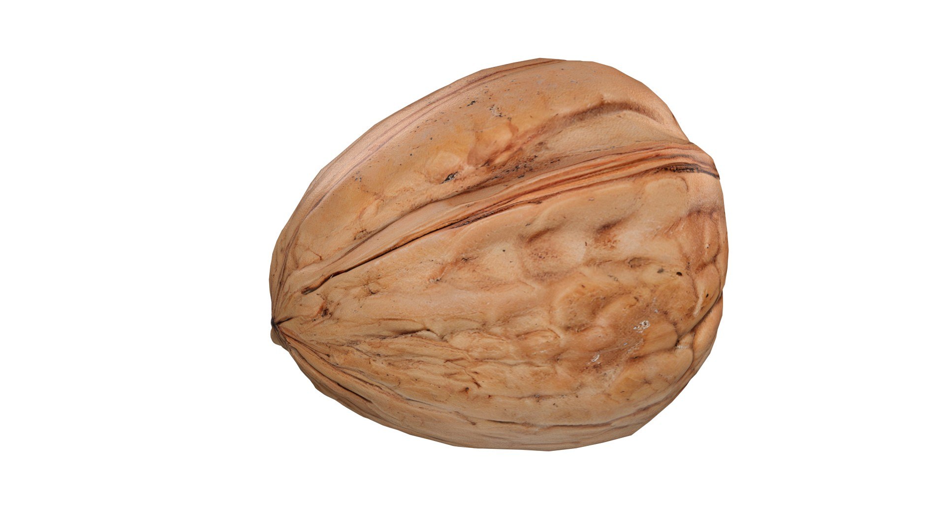 Walnut V1 Model - TurboSquid 2397142
