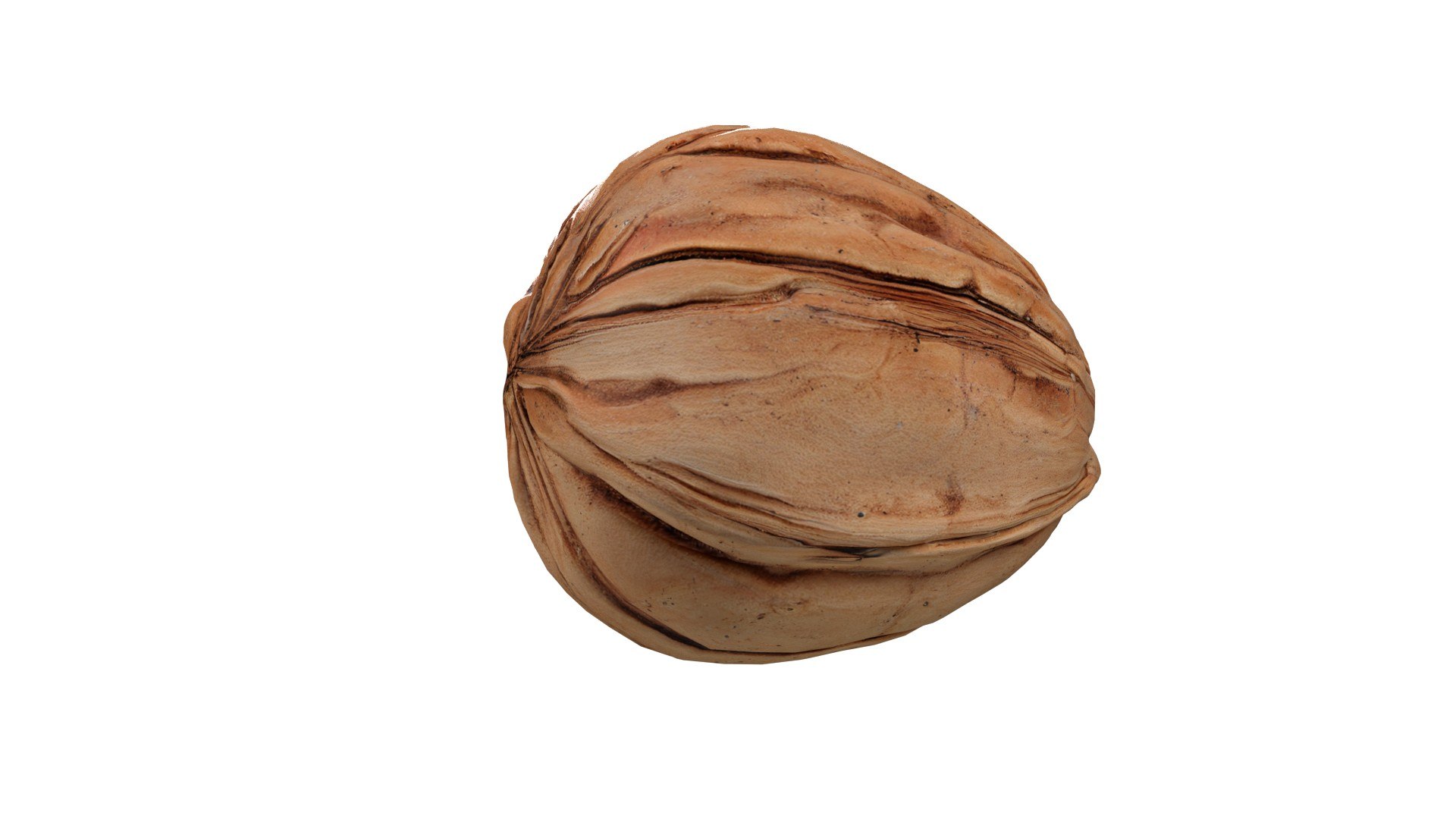 Walnut V1 Model - TurboSquid 2397142