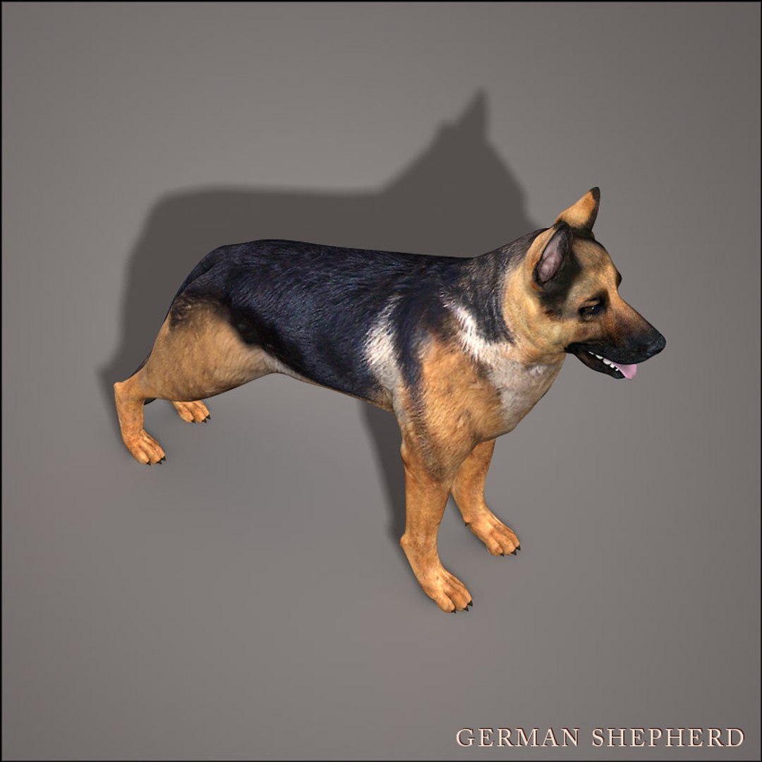 German Shepherd 3d Model
