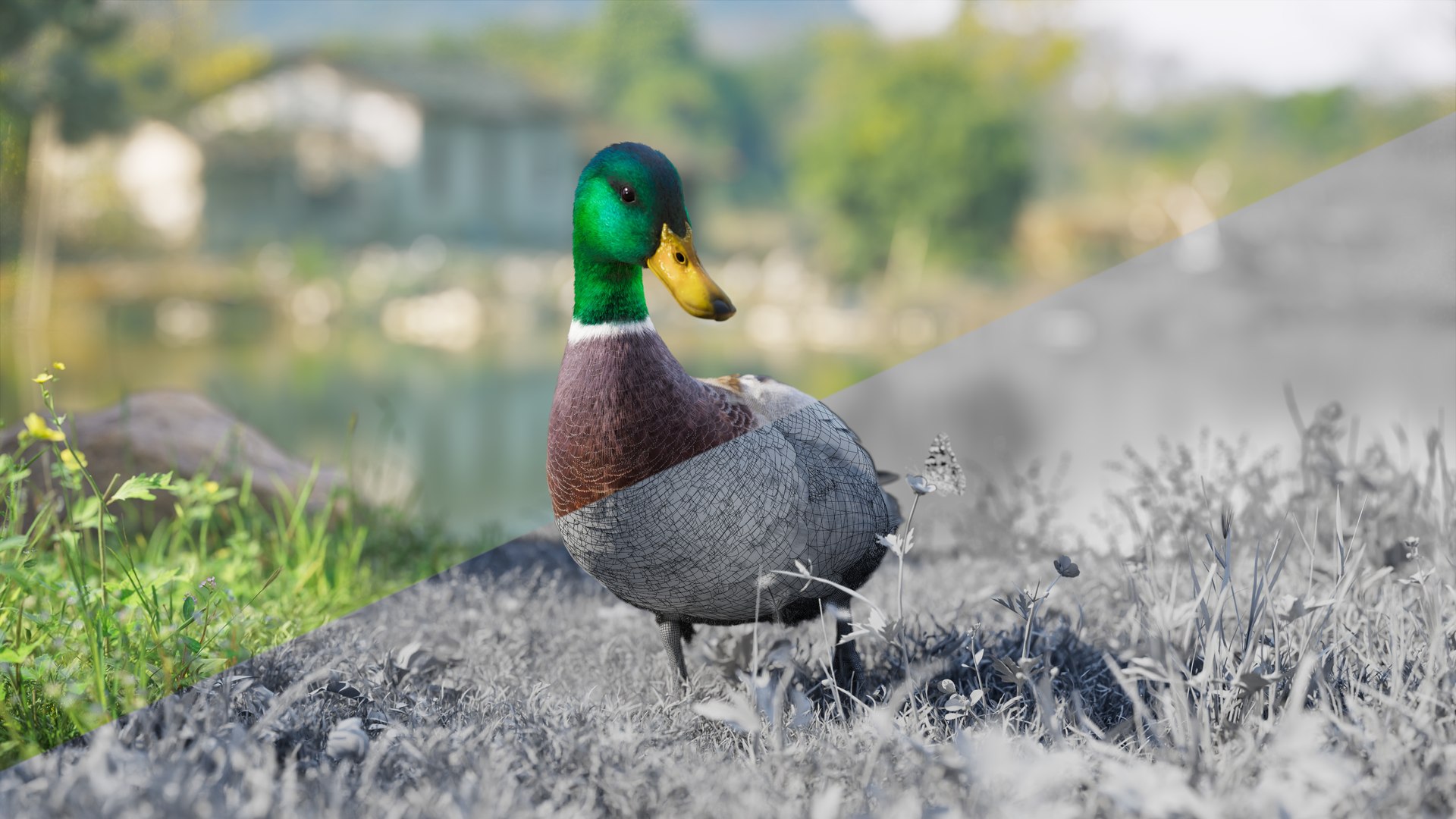 Male Mallard Animation 3D model - TurboSquid 2071116