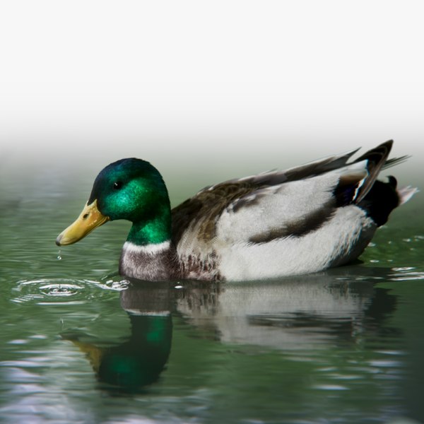 Free 3D Duck Models | TurboSquid