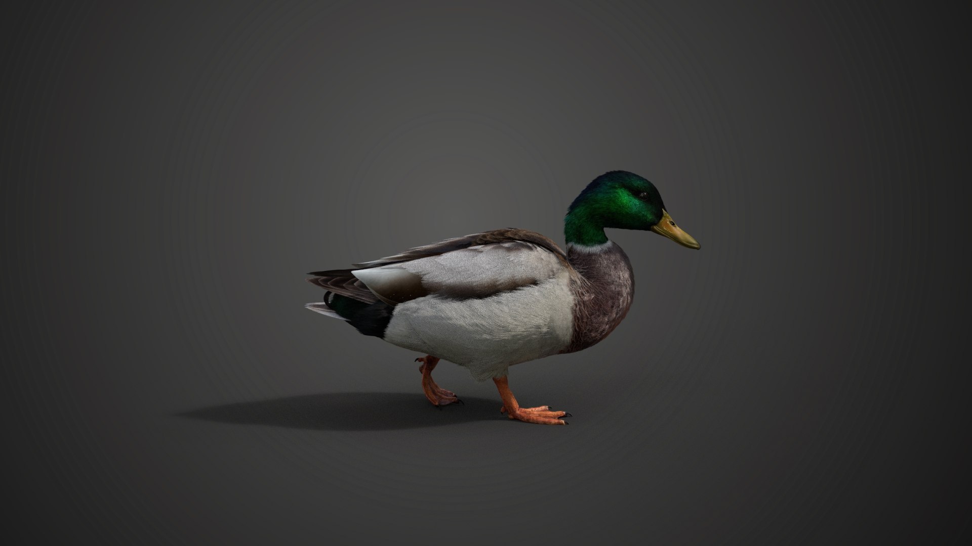 Male Mallard Animation 3D model - TurboSquid 2071116