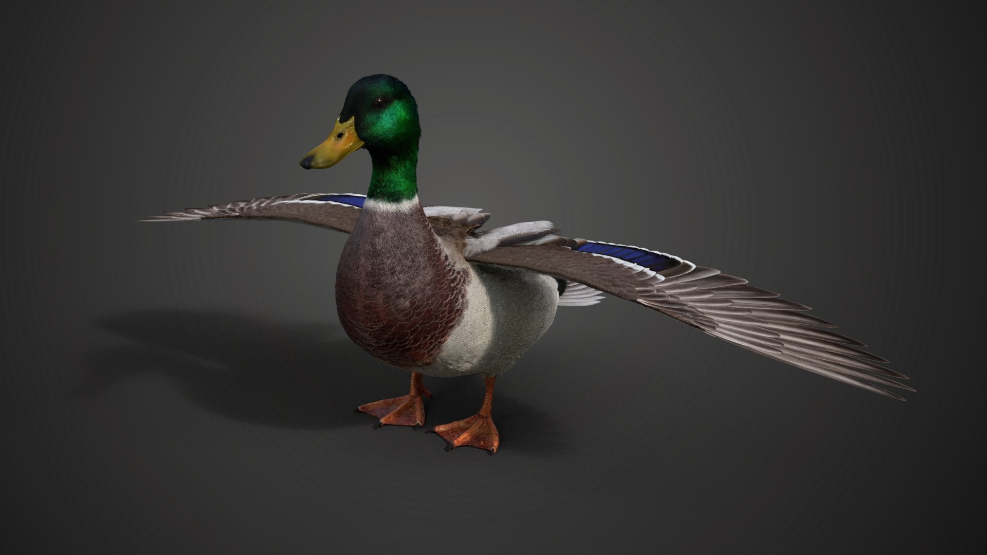 Male Mallard Animation 3D model - TurboSquid 2071116