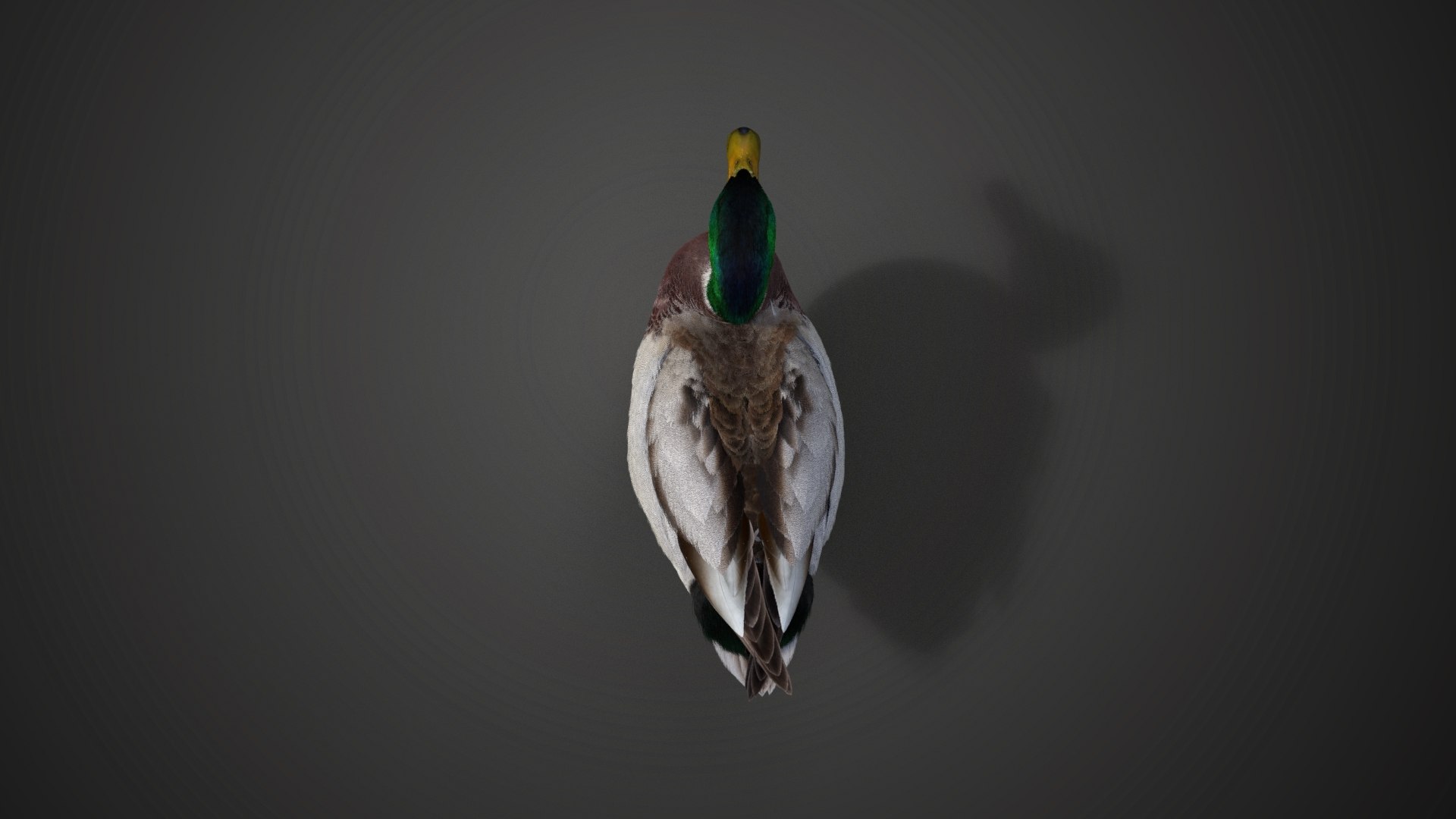Male Mallard Animation 3D model - TurboSquid 2071116