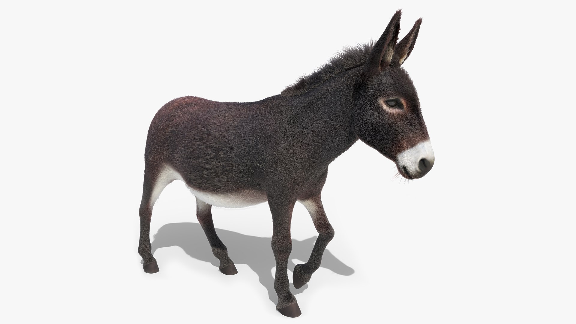 Walking Domestic Donkey Fur Animated Rigged For Blender 3D Model ...