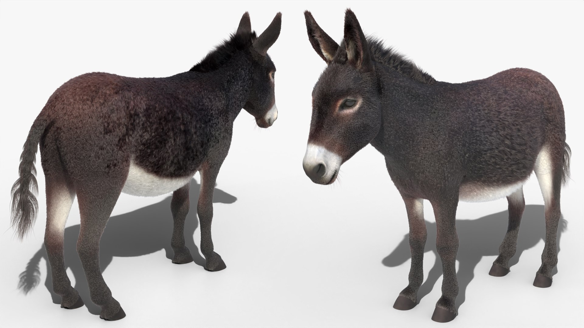 Walking Domestic Donkey Fur Animated Rigged For Blender 3D Model ...