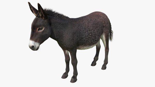 Animiertes, laufendes Fell eines Hausesels, geriggt für Blender 3D ...