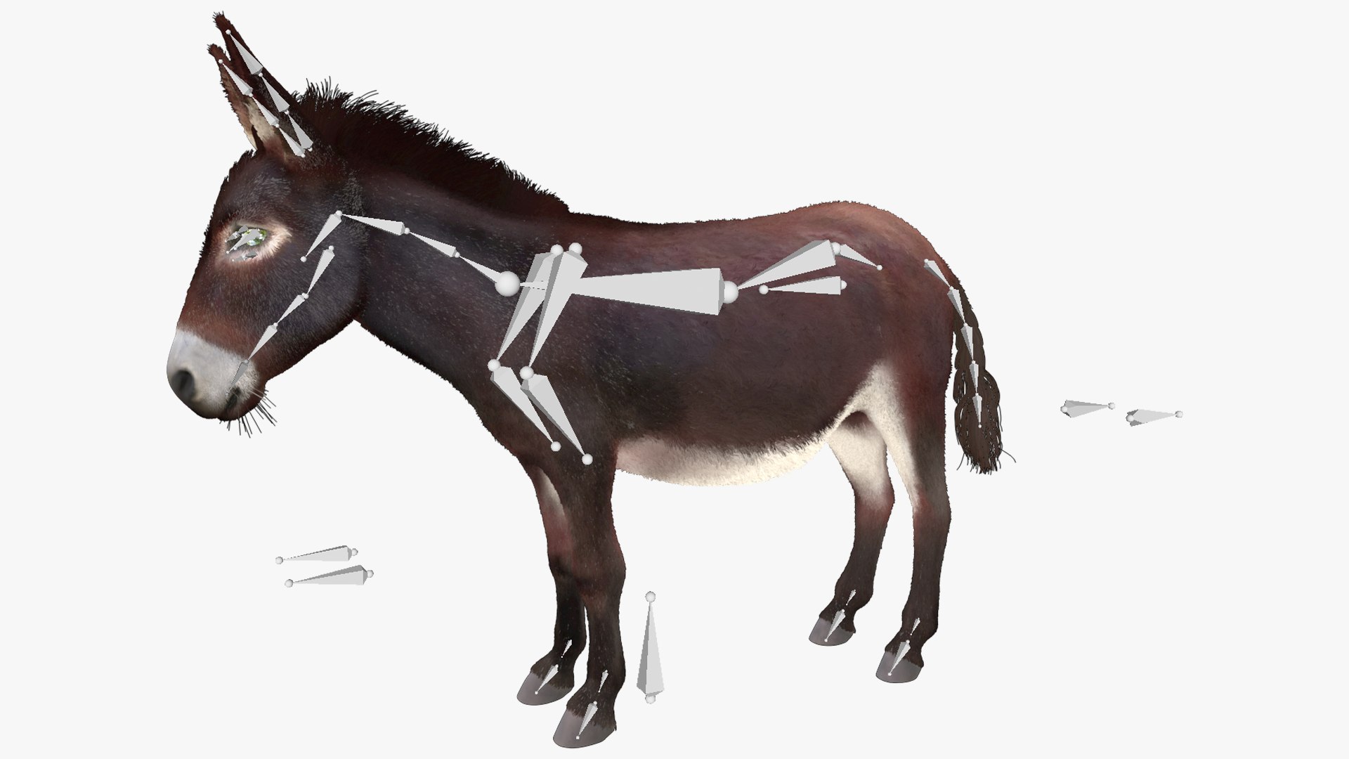 Walking Domestic Donkey Fur Animated Rigged For Blender 3D Model ...
