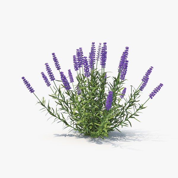 3D Lavender Models | TurboSquid