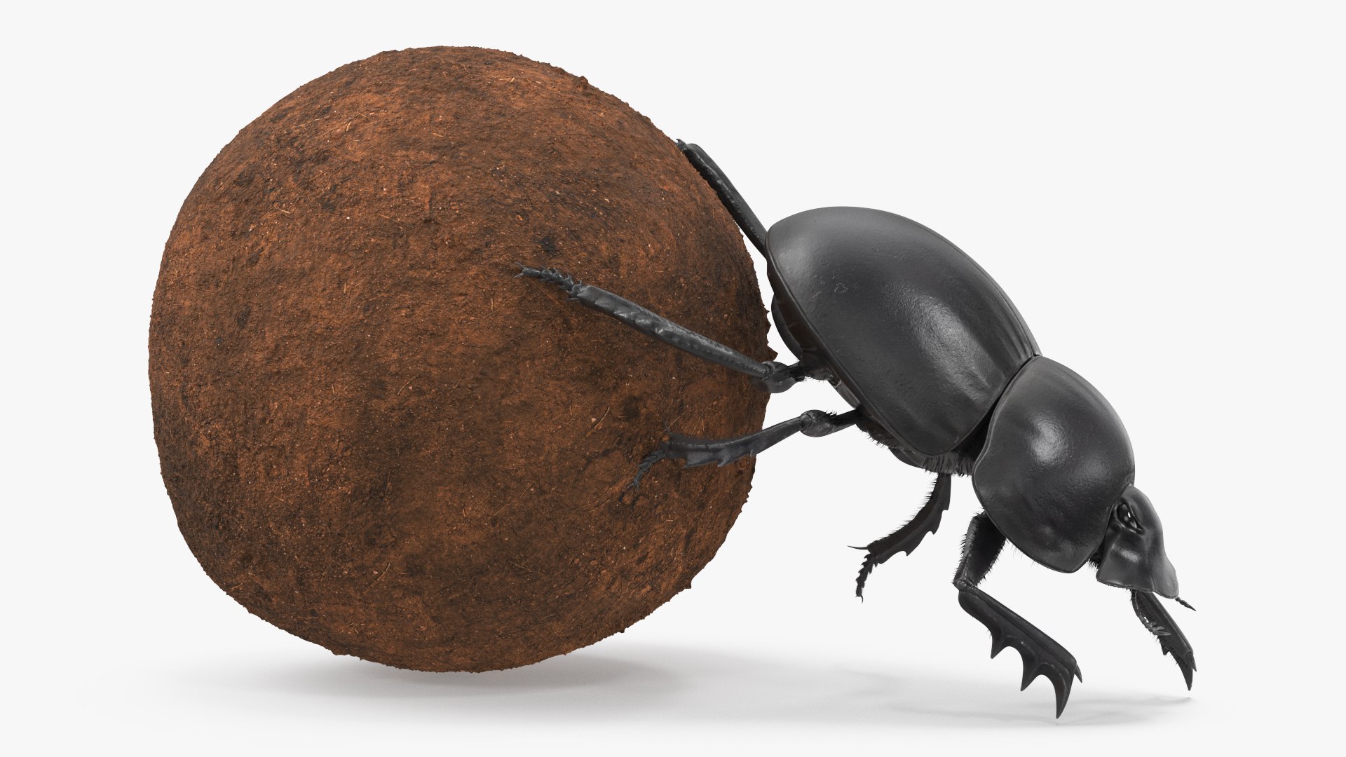 Mud Beetle Pushing Sphere Fur 3D Model - TurboSquid 2295132