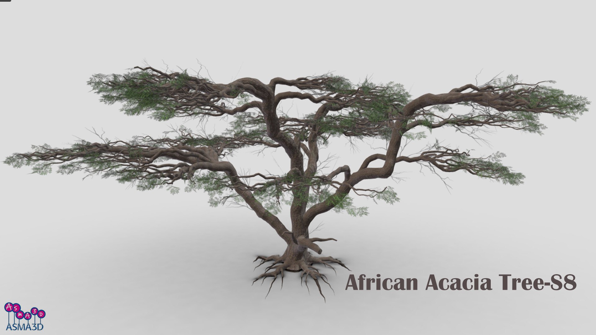 African Acacia Tree-S8 3D Model - TurboSquid 2202451
