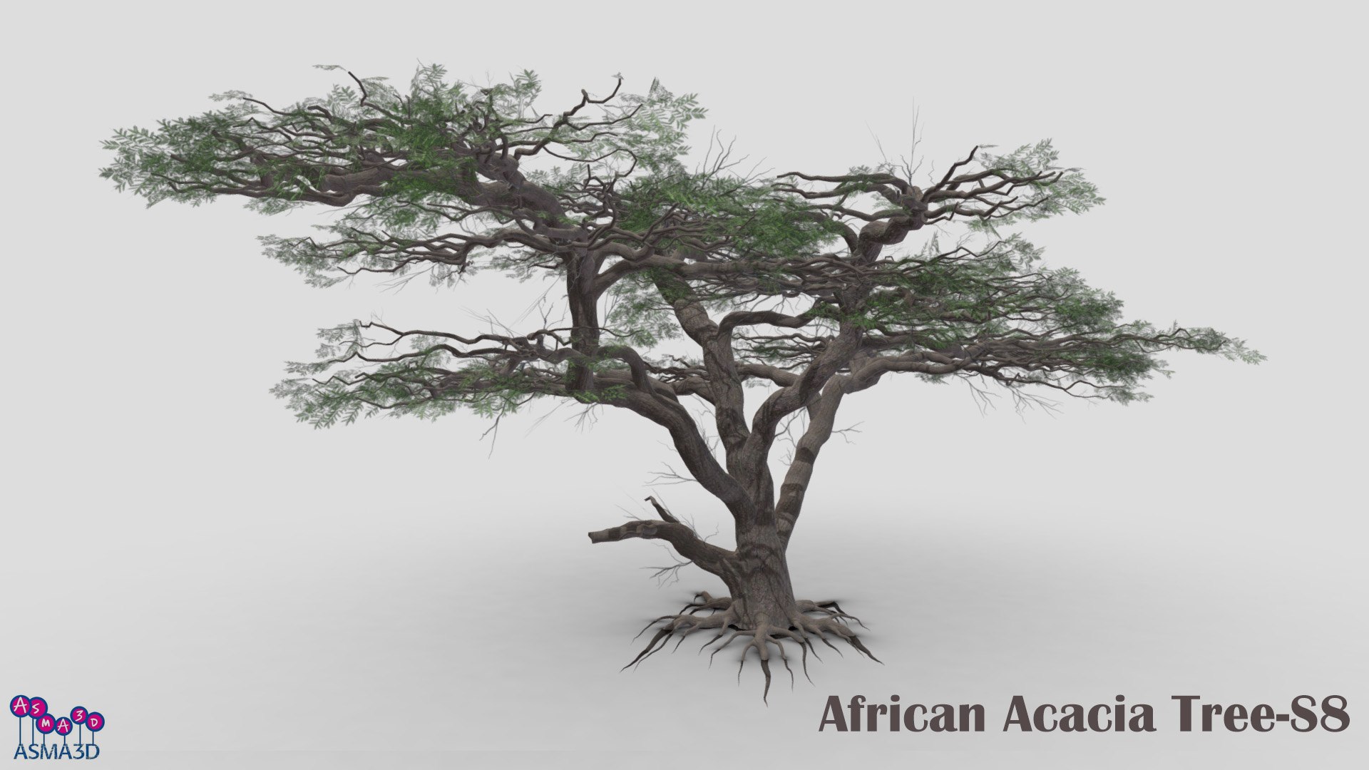 African Acacia Tree-S8 3D Model - TurboSquid 2202451
