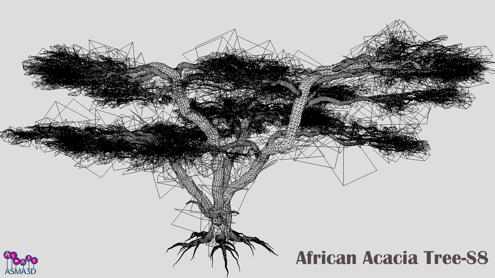 African Acacia Tree-S8 3D Model - TurboSquid 2202451