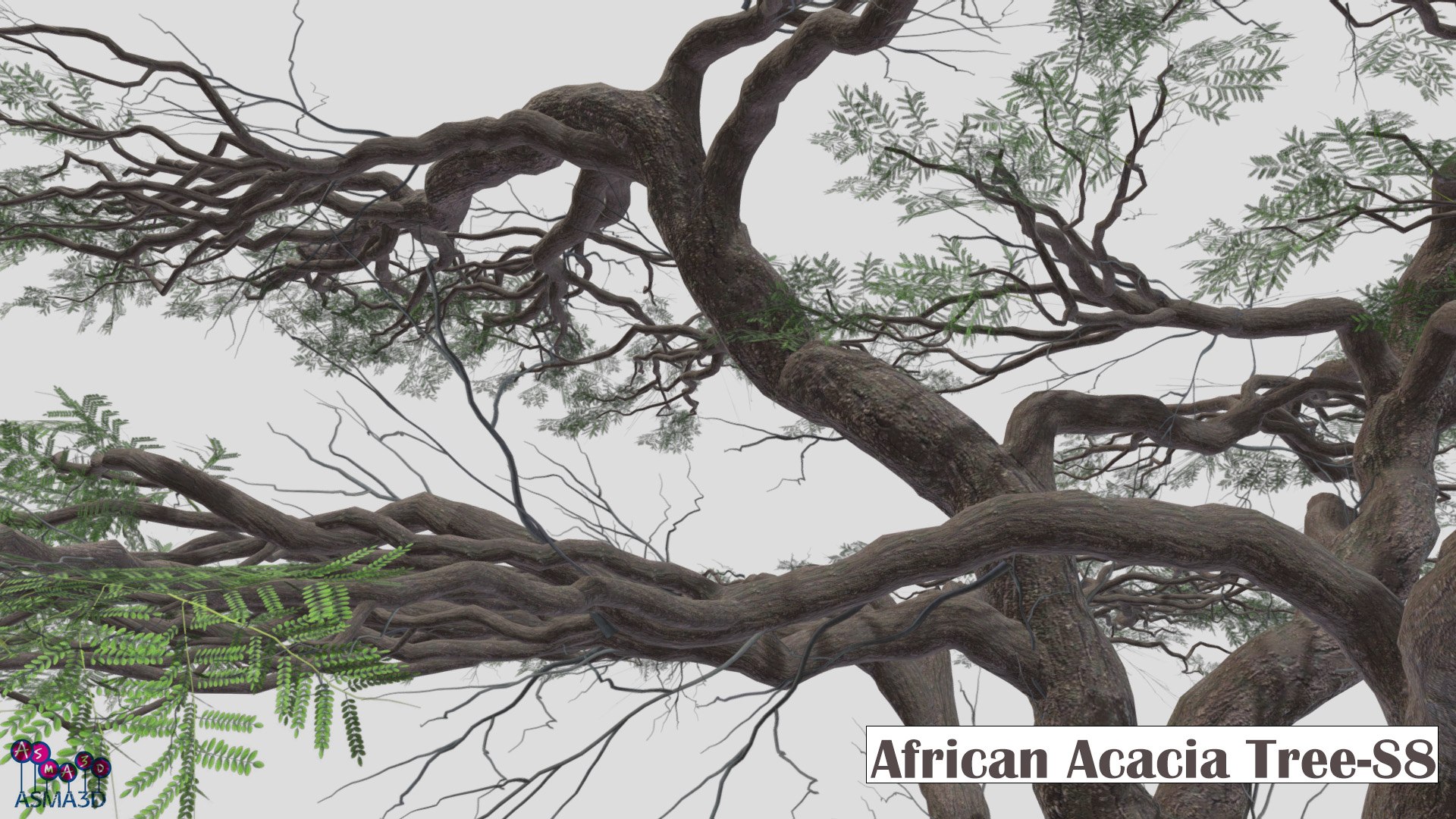African Acacia Tree-S8 3D Model - TurboSquid 2202451