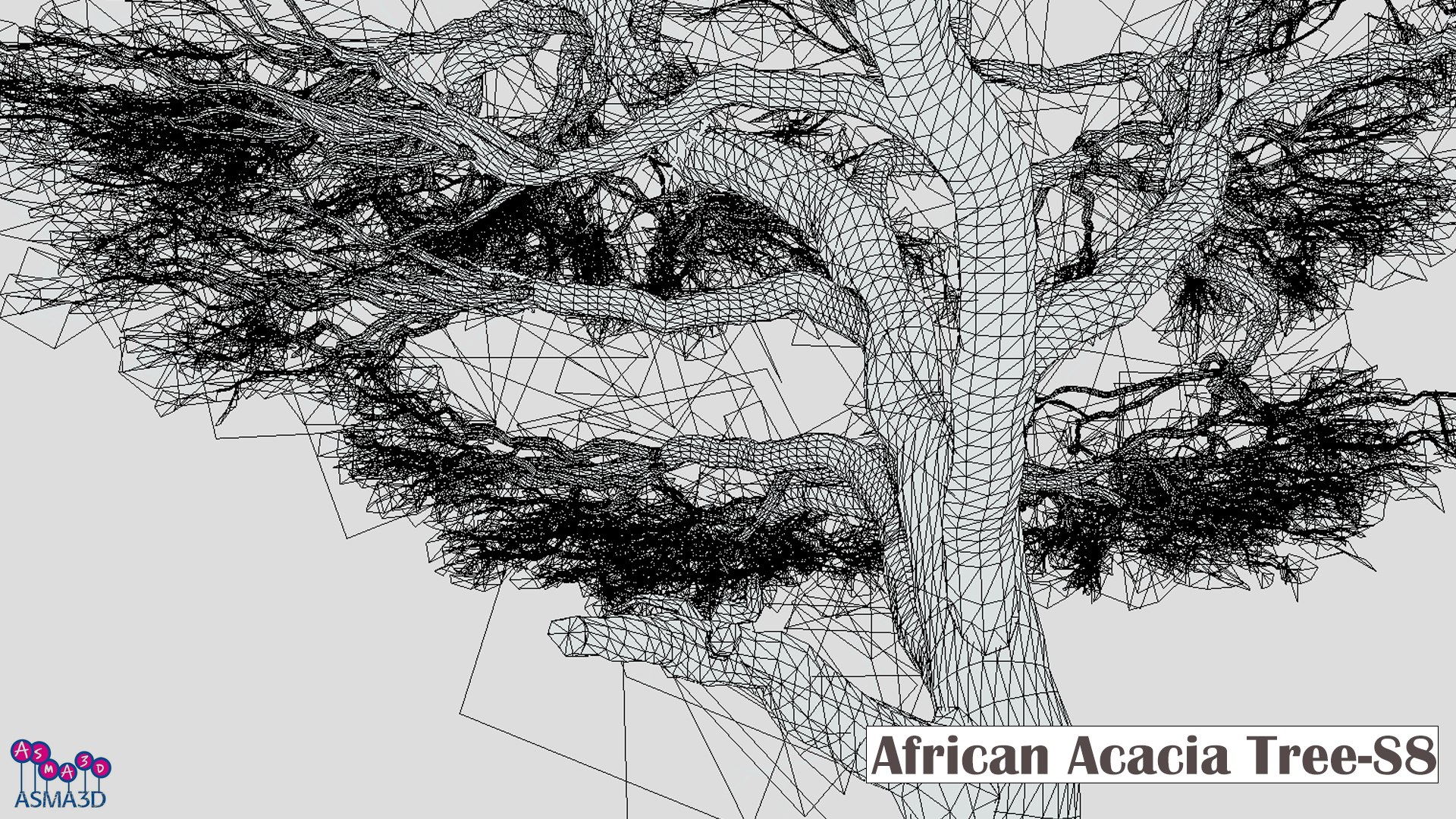 African Acacia Tree-S8 3D Model - TurboSquid 2202451