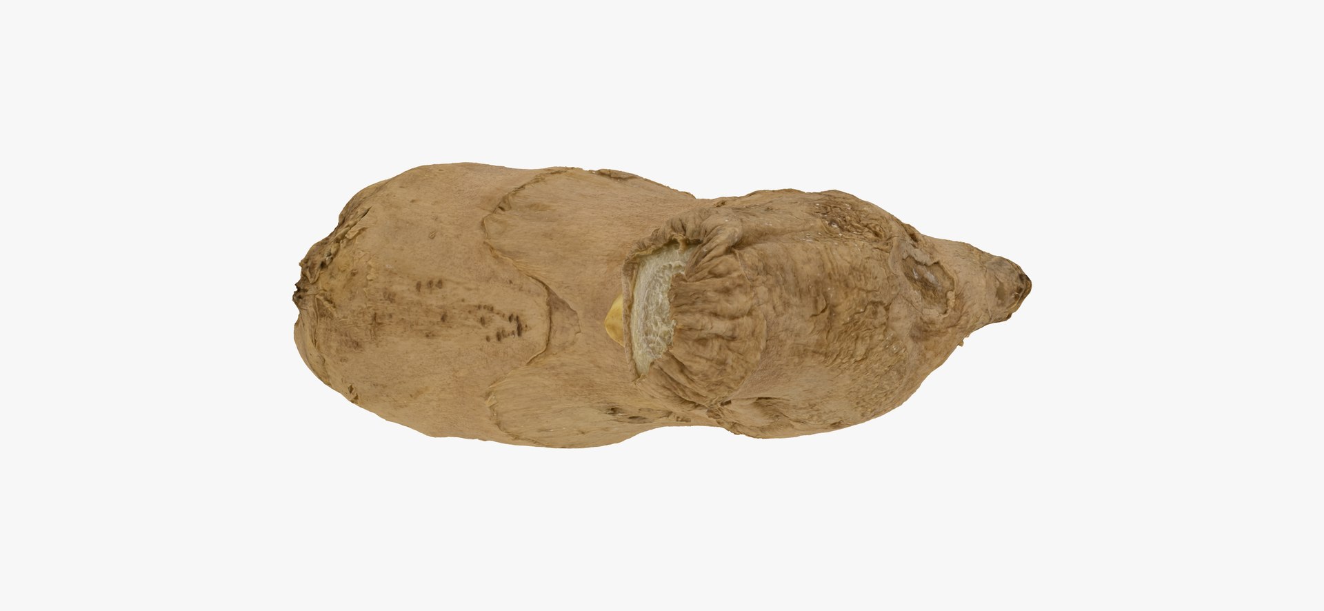 3D ginger root 01 raw - TurboSquid 1654369