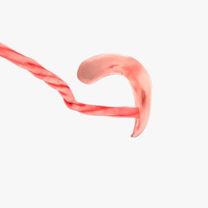 Anatomy 3D Models for Download | TurboSquid