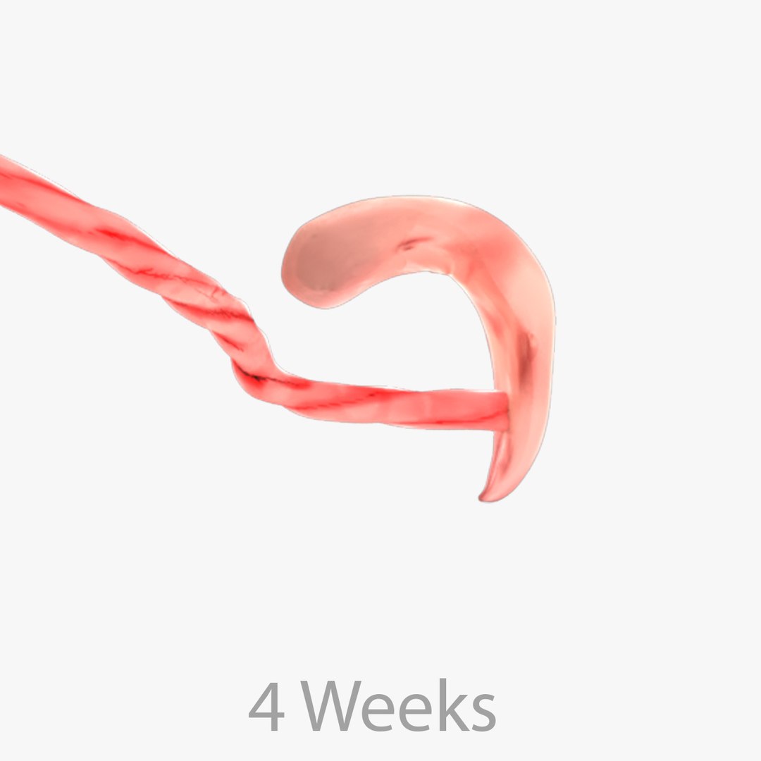 4 Weeks Human Fetus model - TurboSquid 2036681