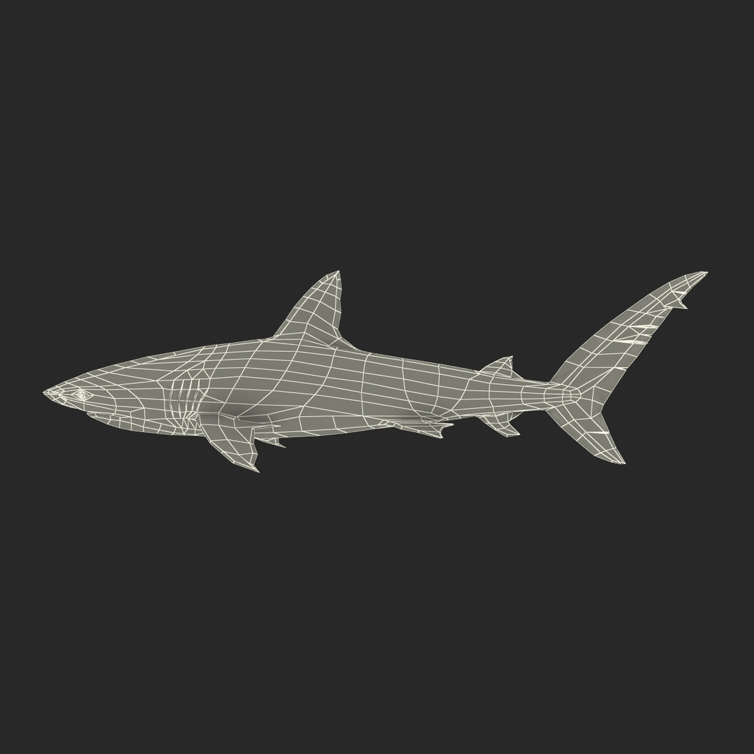 3d Dusky Shark