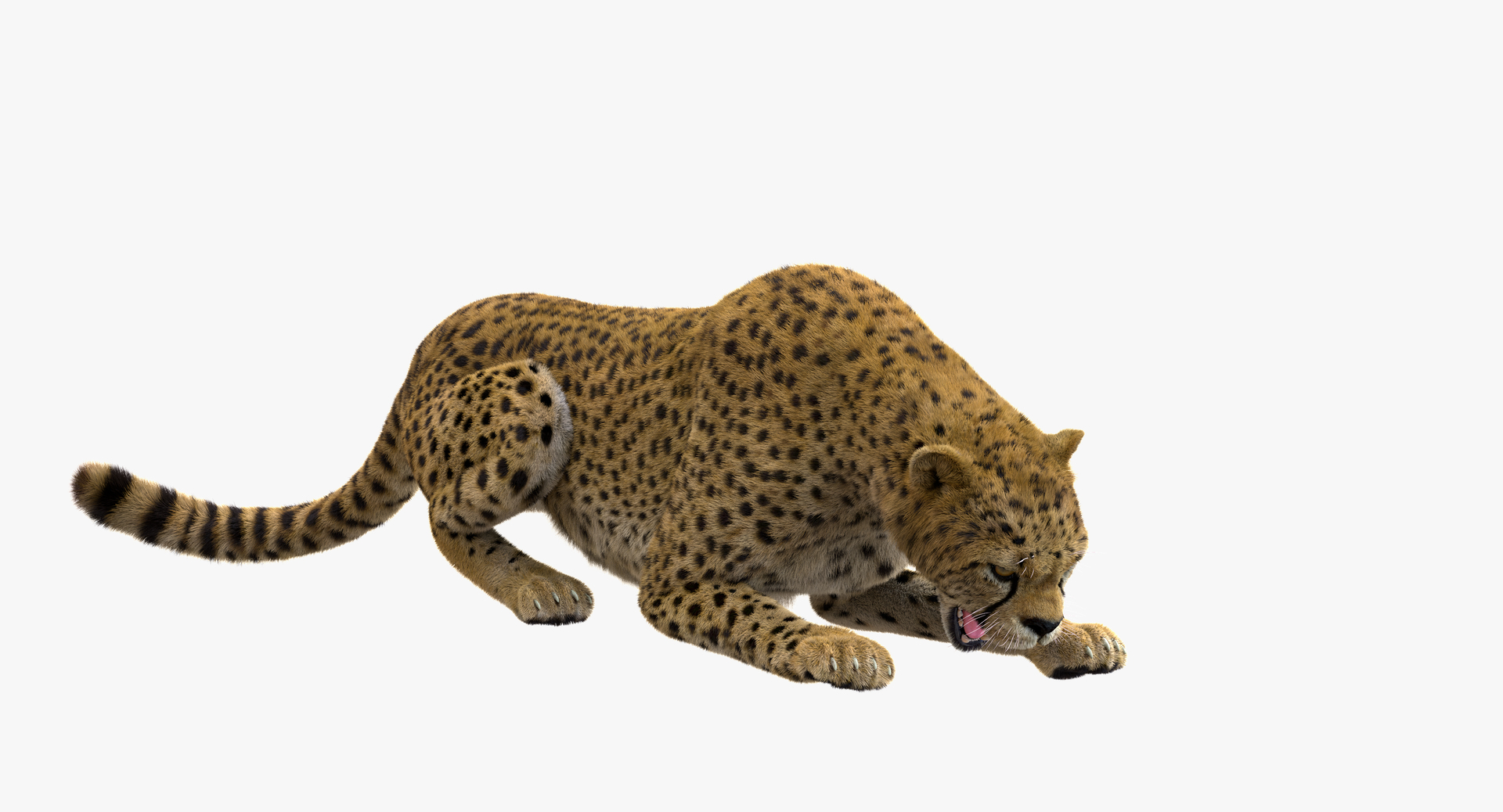 3D cheetah fur animation - TurboSquid 1582534