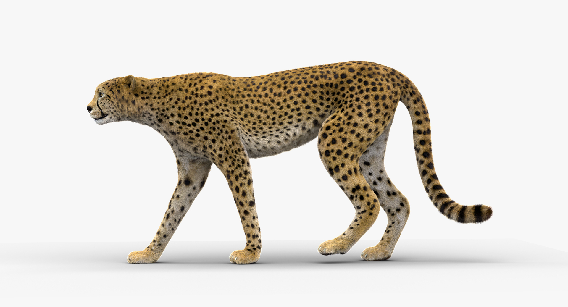 3D Cheetah Fur Animation - TurboSquid 1582534