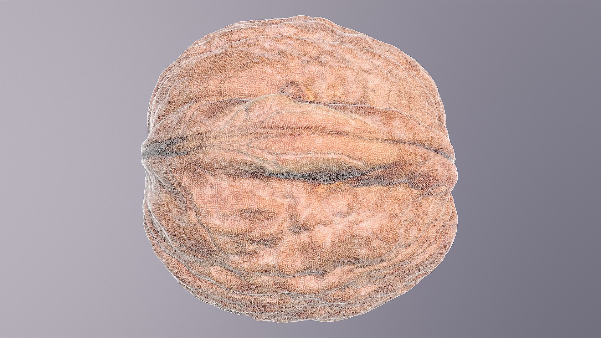 3D Walnut fruit 02 high-poly 3D model - TurboSquid 1828260