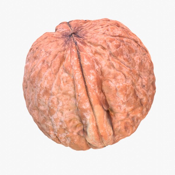 3D Walnut fruit 02 high-poly 3D model - TurboSquid 1828260