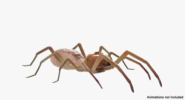 modelo 3d Camel Spider Rigged para Maya - TurboSquid 1216218