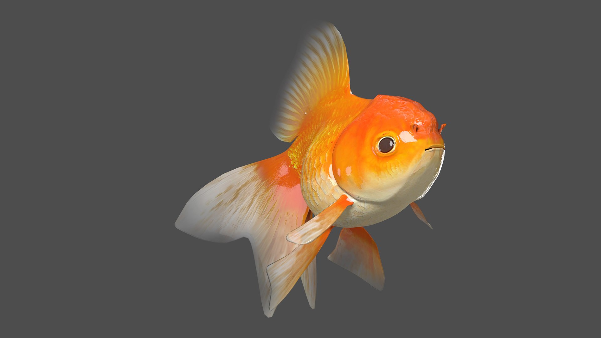 3D Goldfish-Animated - TurboSquid 2014728