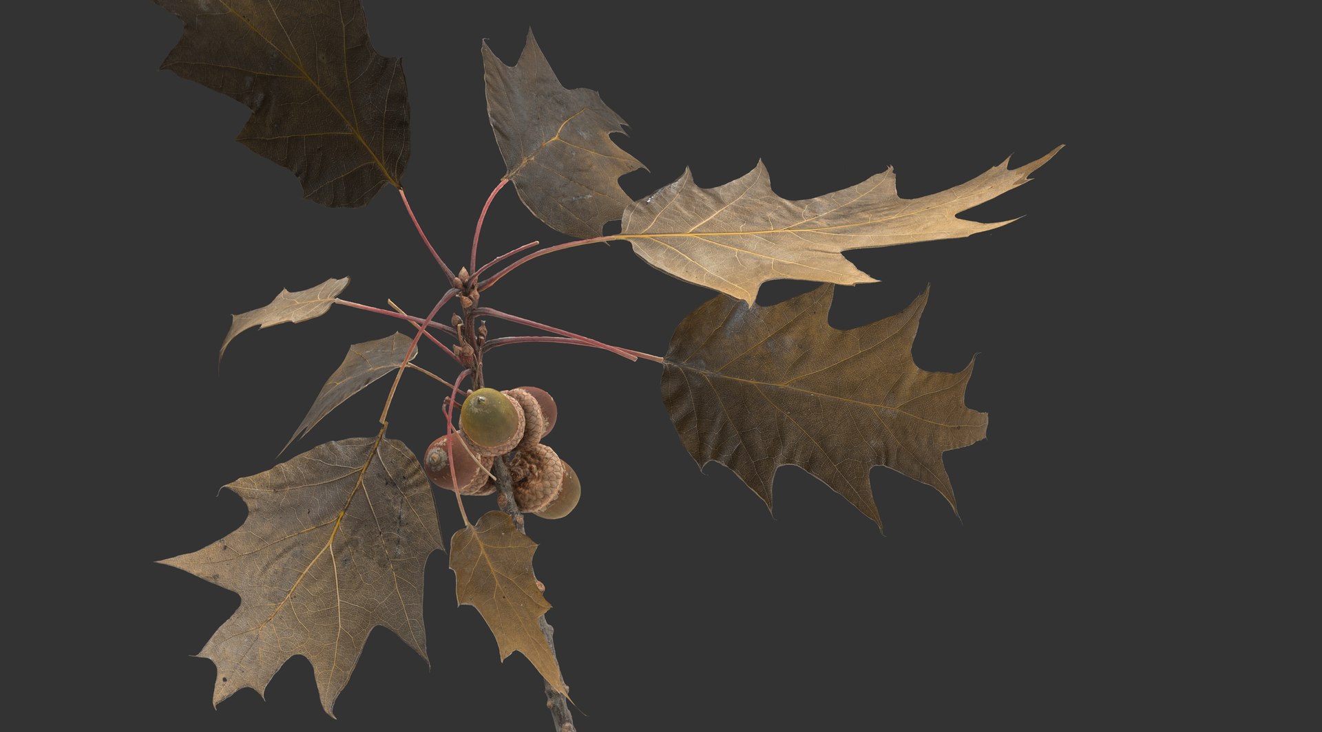 3D A Branch Of A Sharp-leaved Oak Model - TurboSquid 2129432