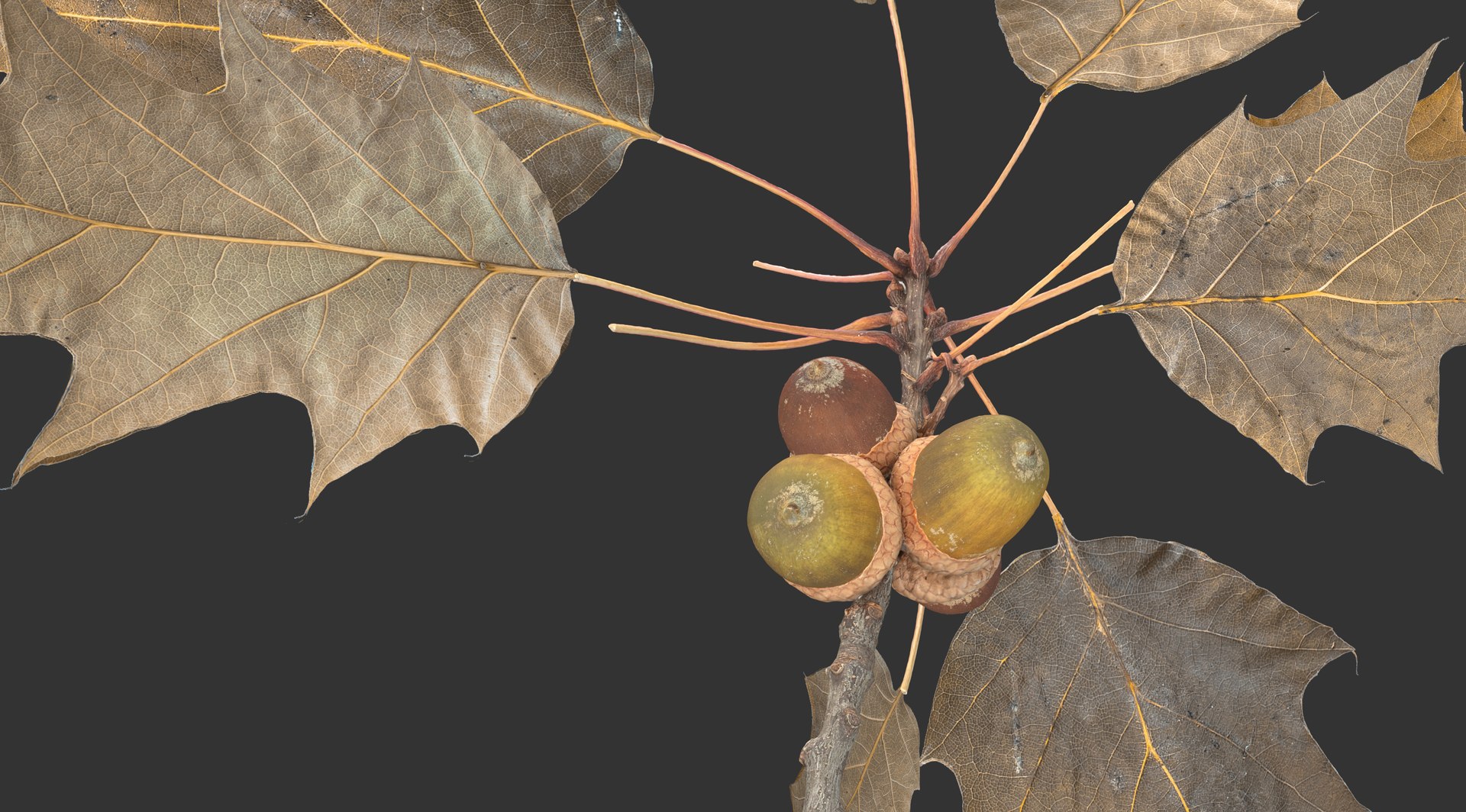 3D A Branch Of A Sharp-leaved Oak Model - TurboSquid 2129432