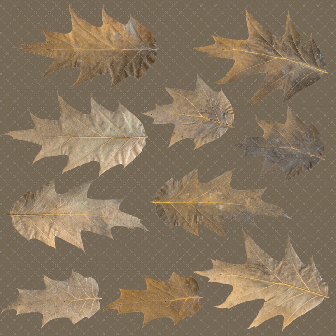 3D A Branch Of A Sharp-leaved Oak Model - TurboSquid 2129432