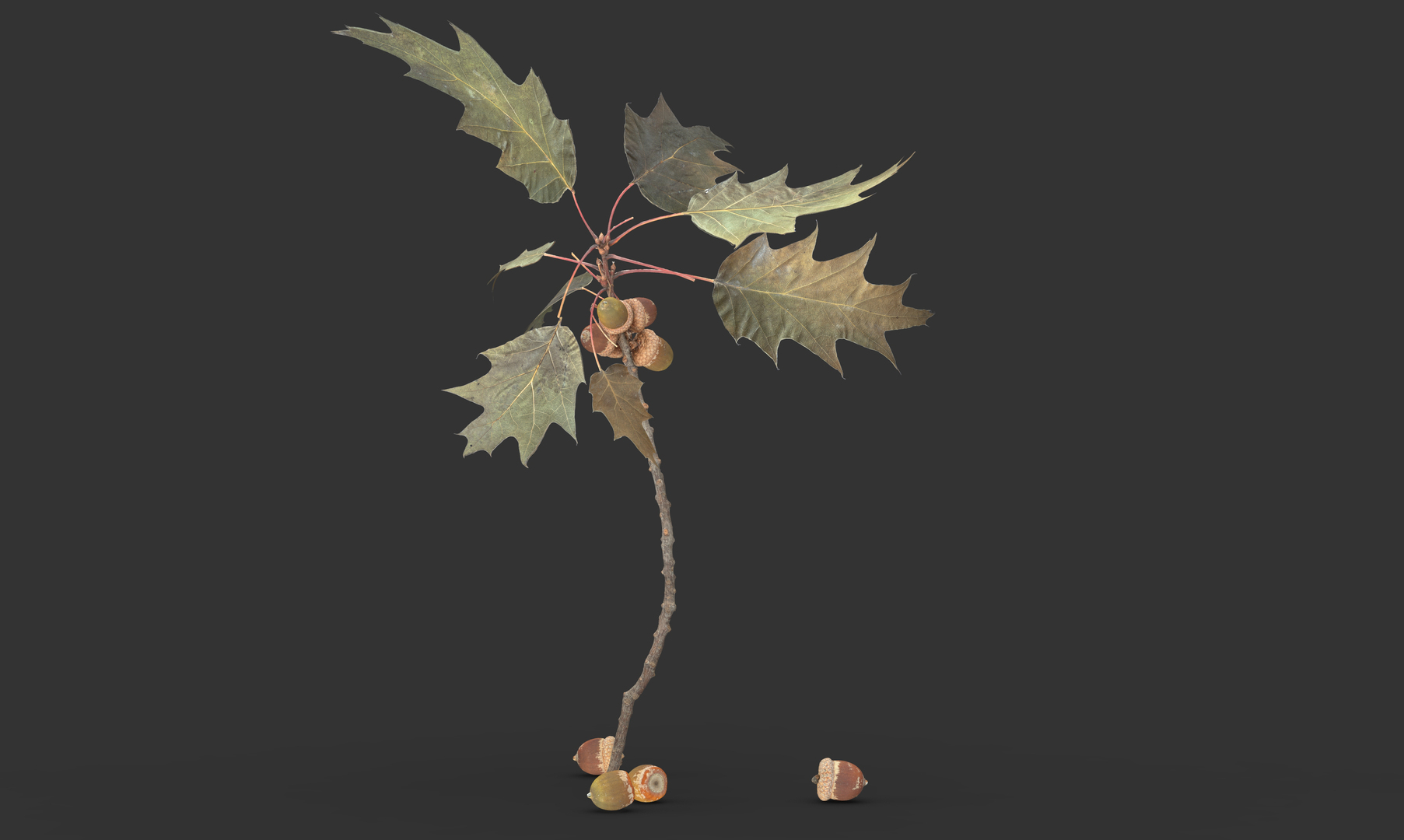 3D A Branch Of A Sharp-leaved Oak Model - TurboSquid 2129432