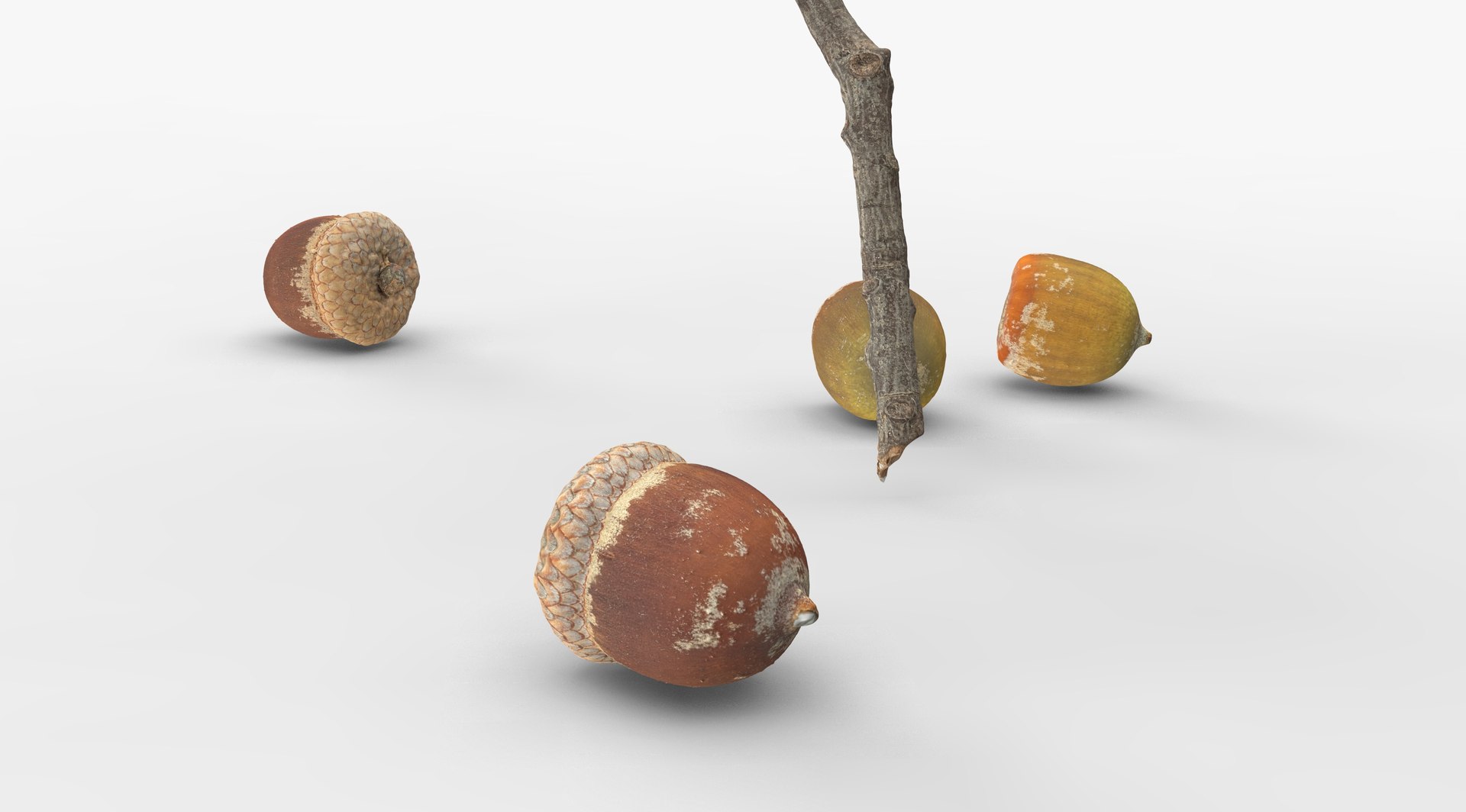 3D A Branch Of A Sharp-leaved Oak Model - TurboSquid 2129432