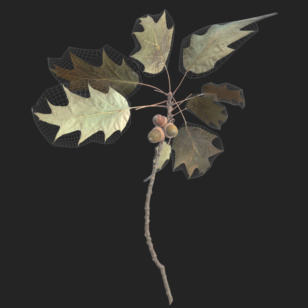 3D A Branch Of A Sharp-leaved Oak Model - TurboSquid 2129432