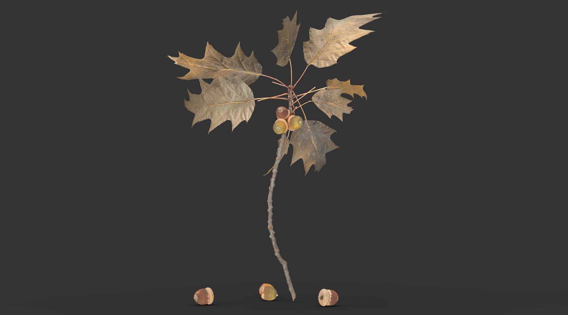 3D A Branch Of A Sharp-leaved Oak Model - TurboSquid 2129432