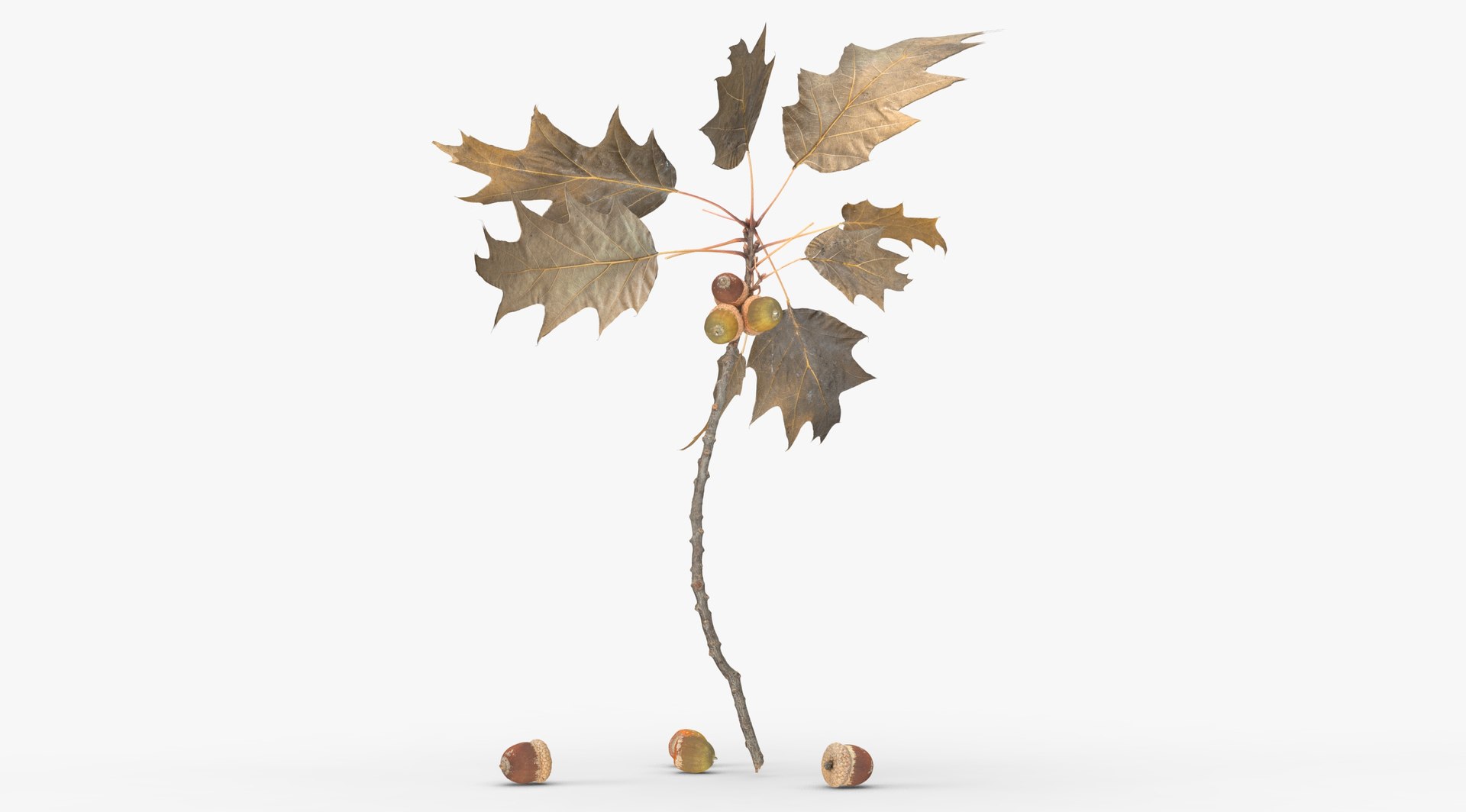 3D A Branch Of A Sharp-leaved Oak Model - TurboSquid 2129432