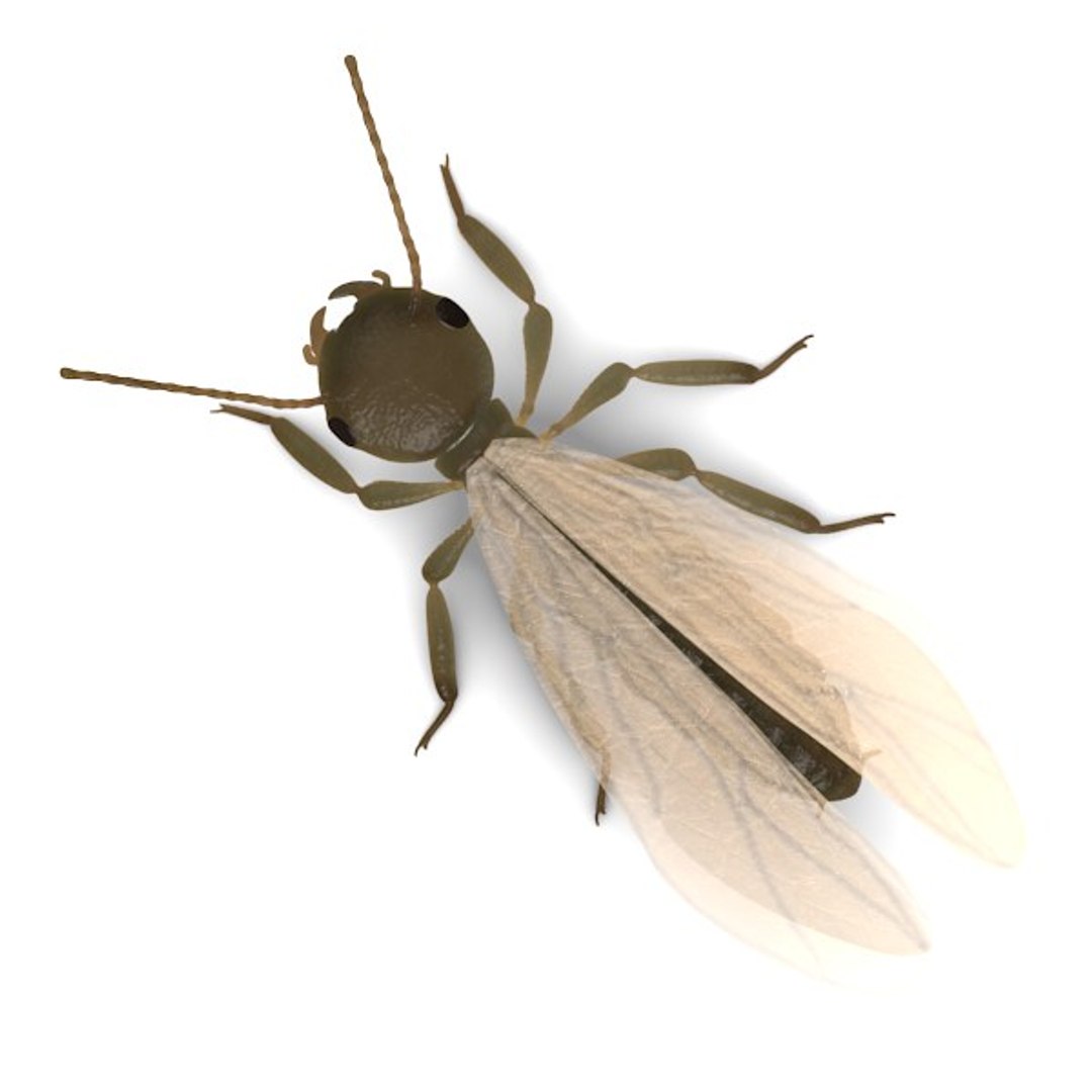 Termite Alate 3d Model