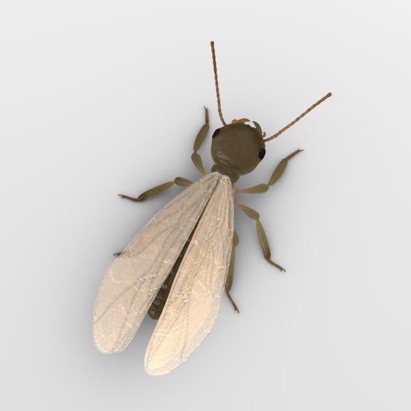 Termite 3D Models for Download | TurboSquid