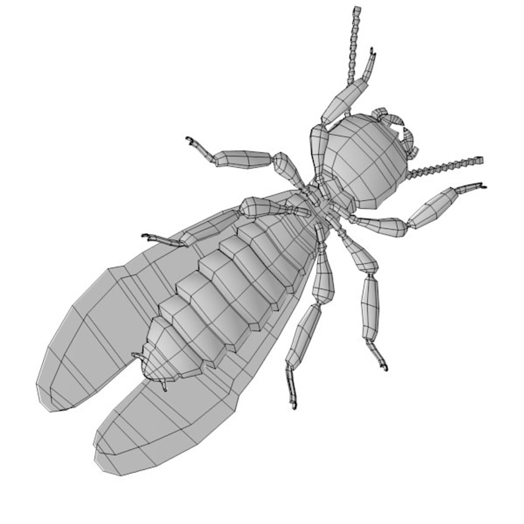 Termite Alate 3d Model