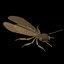 Termite Alate 3d Model