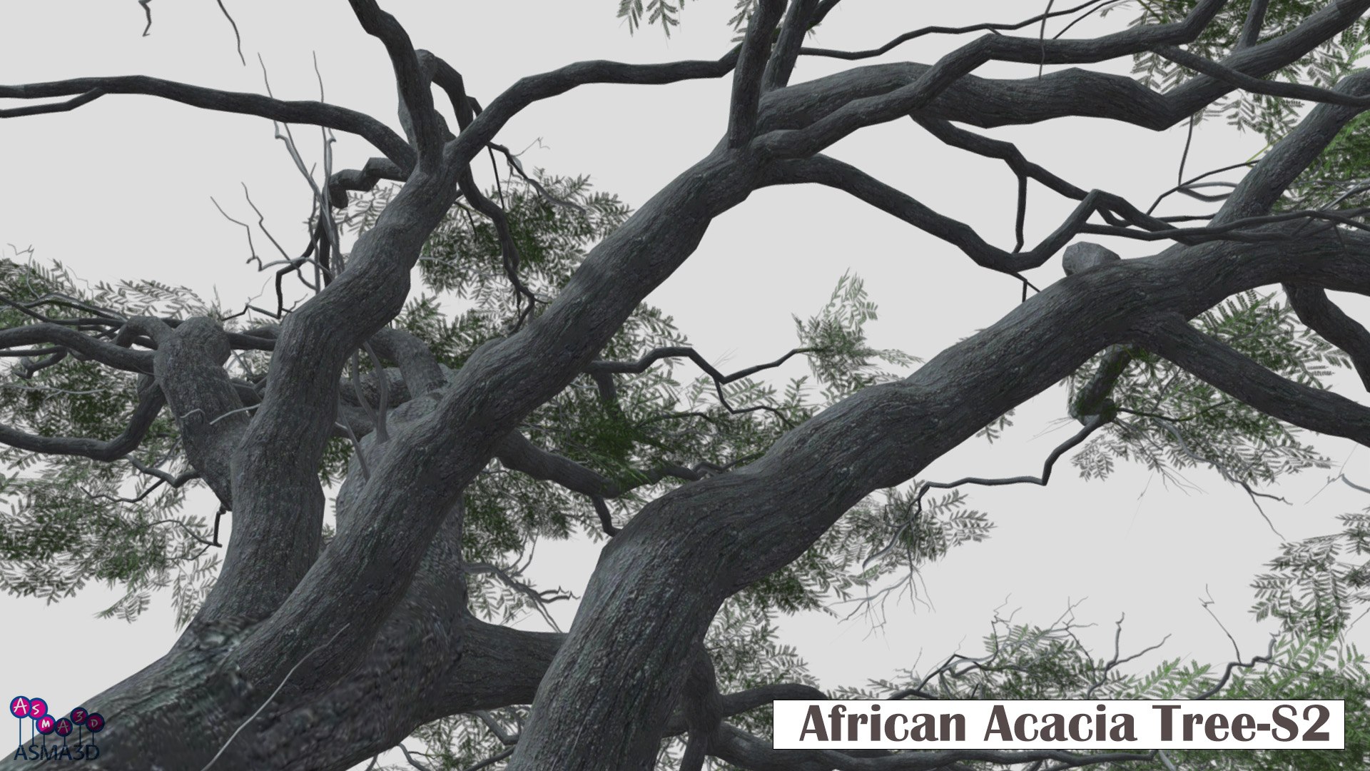 3D African Acacia Tree-S2 - TurboSquid 2202477