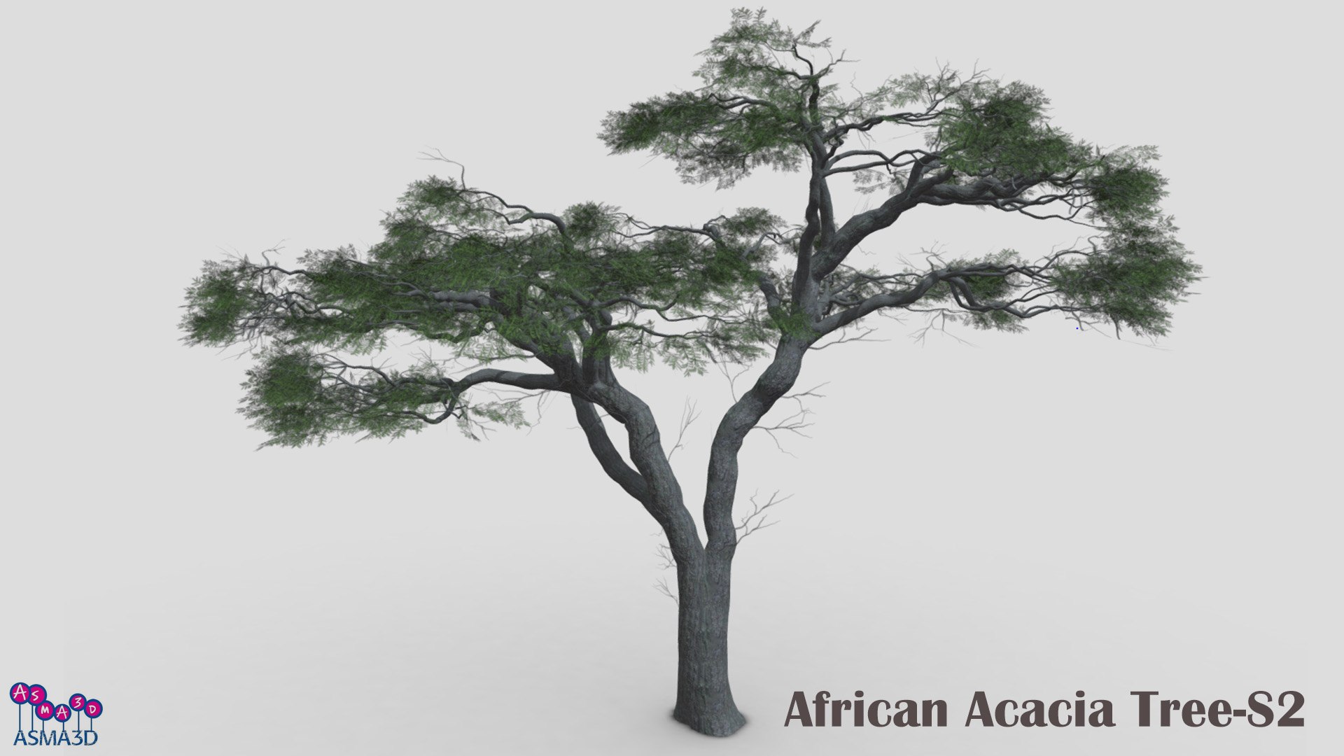 3D African Acacia Tree-S2 - TurboSquid 2202477