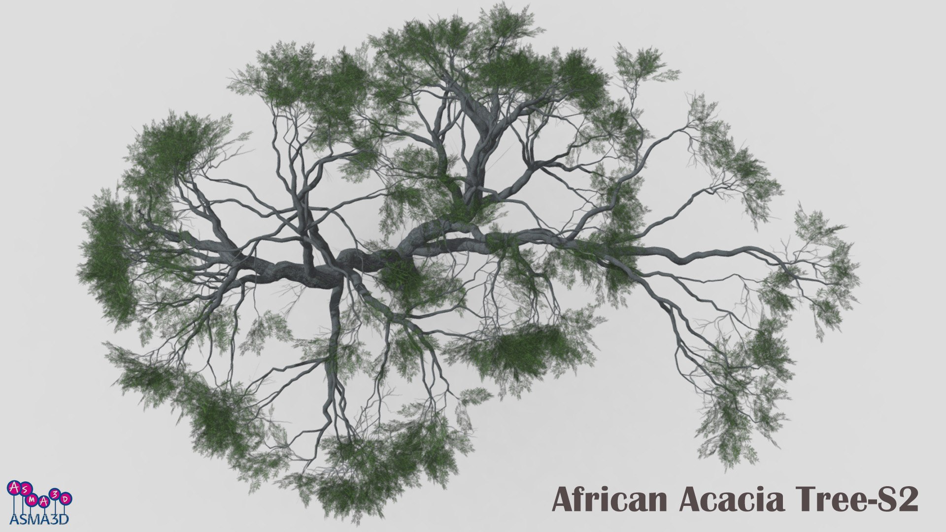 3D African Acacia Tree-S2 - TurboSquid 2202477