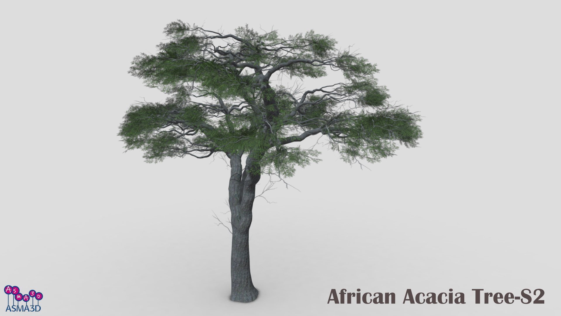 3D African Acacia Tree-S2 - TurboSquid 2202477