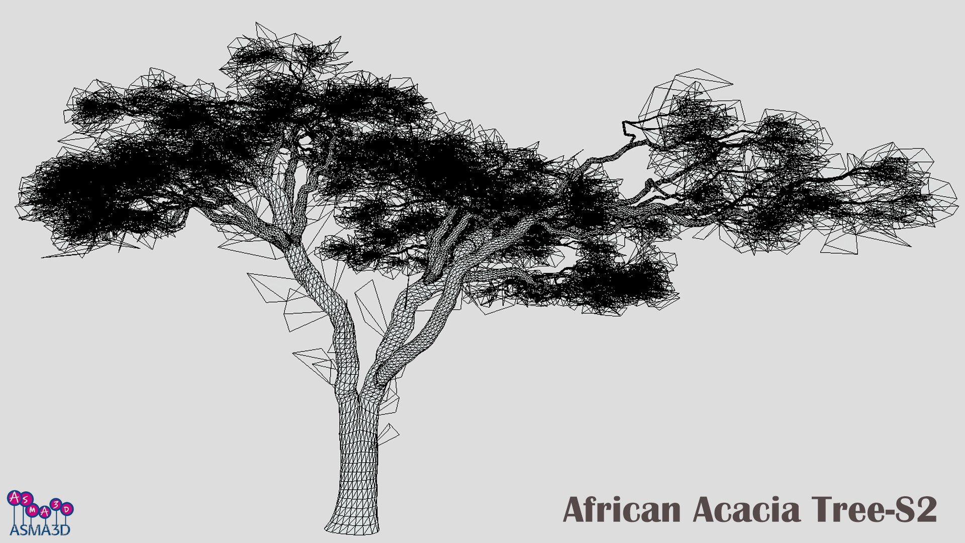 3D African Acacia Tree-S2 - TurboSquid 2202477