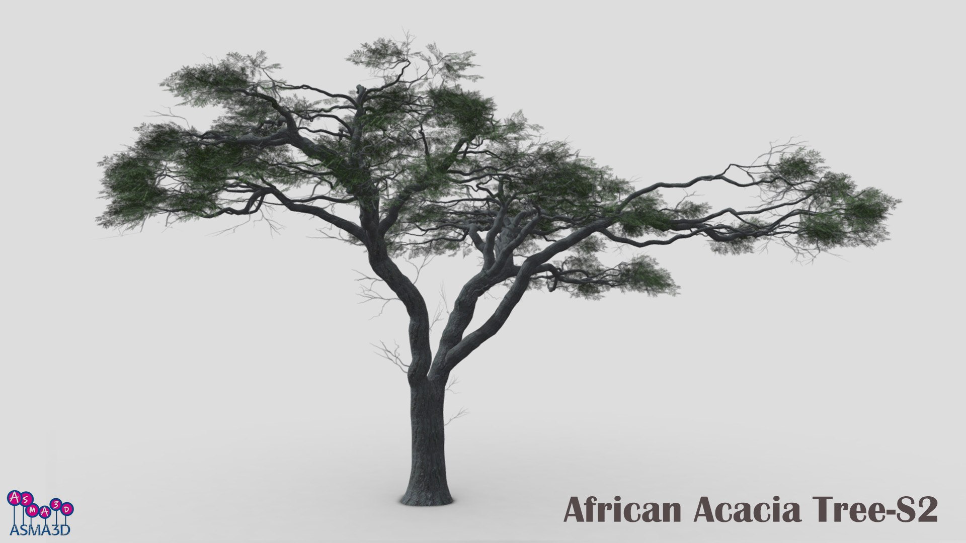 3D African Acacia Tree-S2 - TurboSquid 2202477