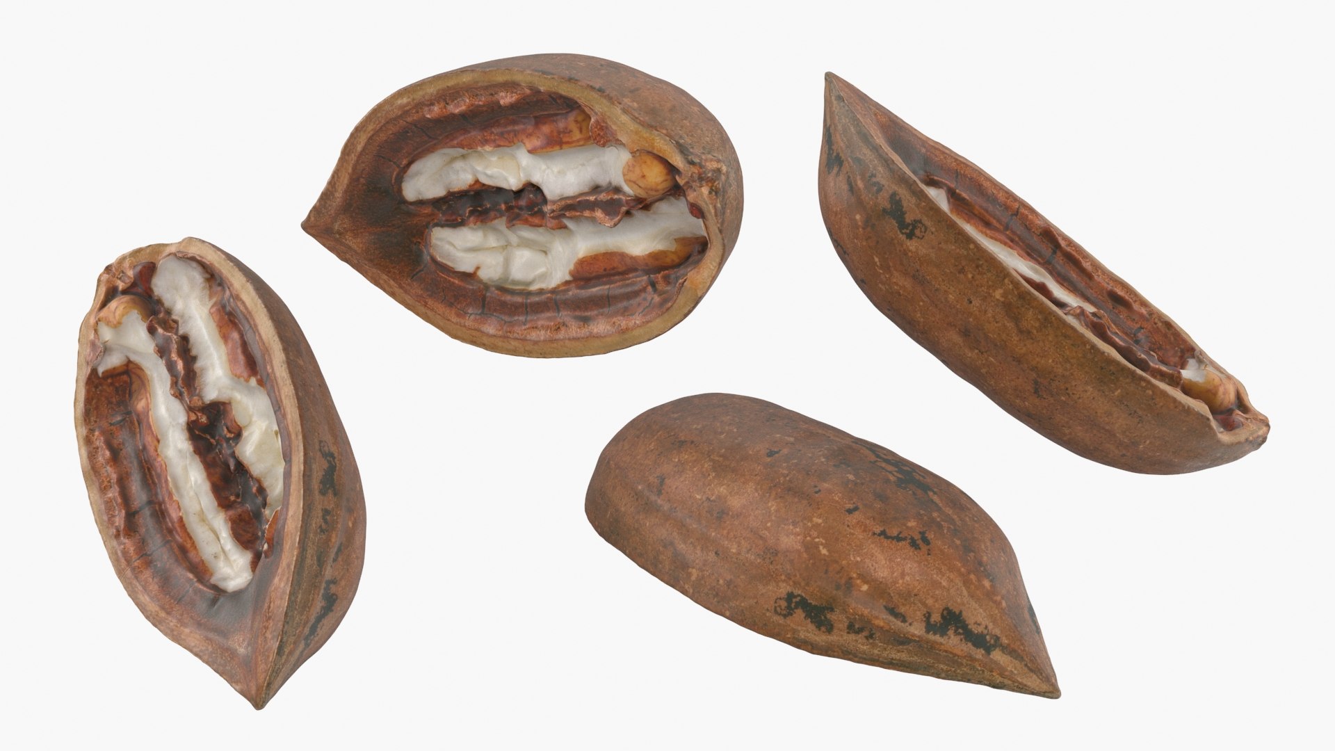 3D Model Pecan Nut Shell Open Collection - TurboSquid 2307447