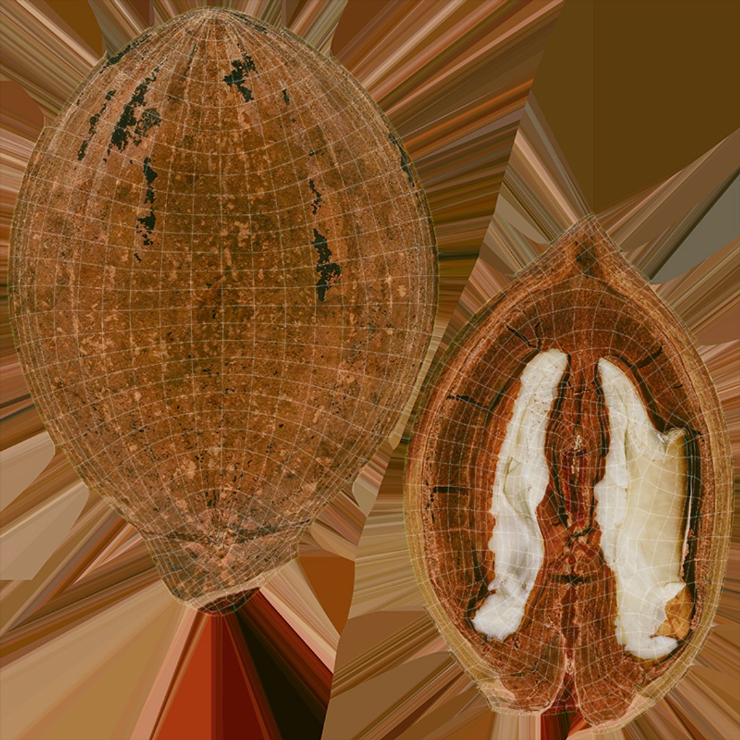 3D Model Pecan Nut Shell Open Collection - TurboSquid 2307447