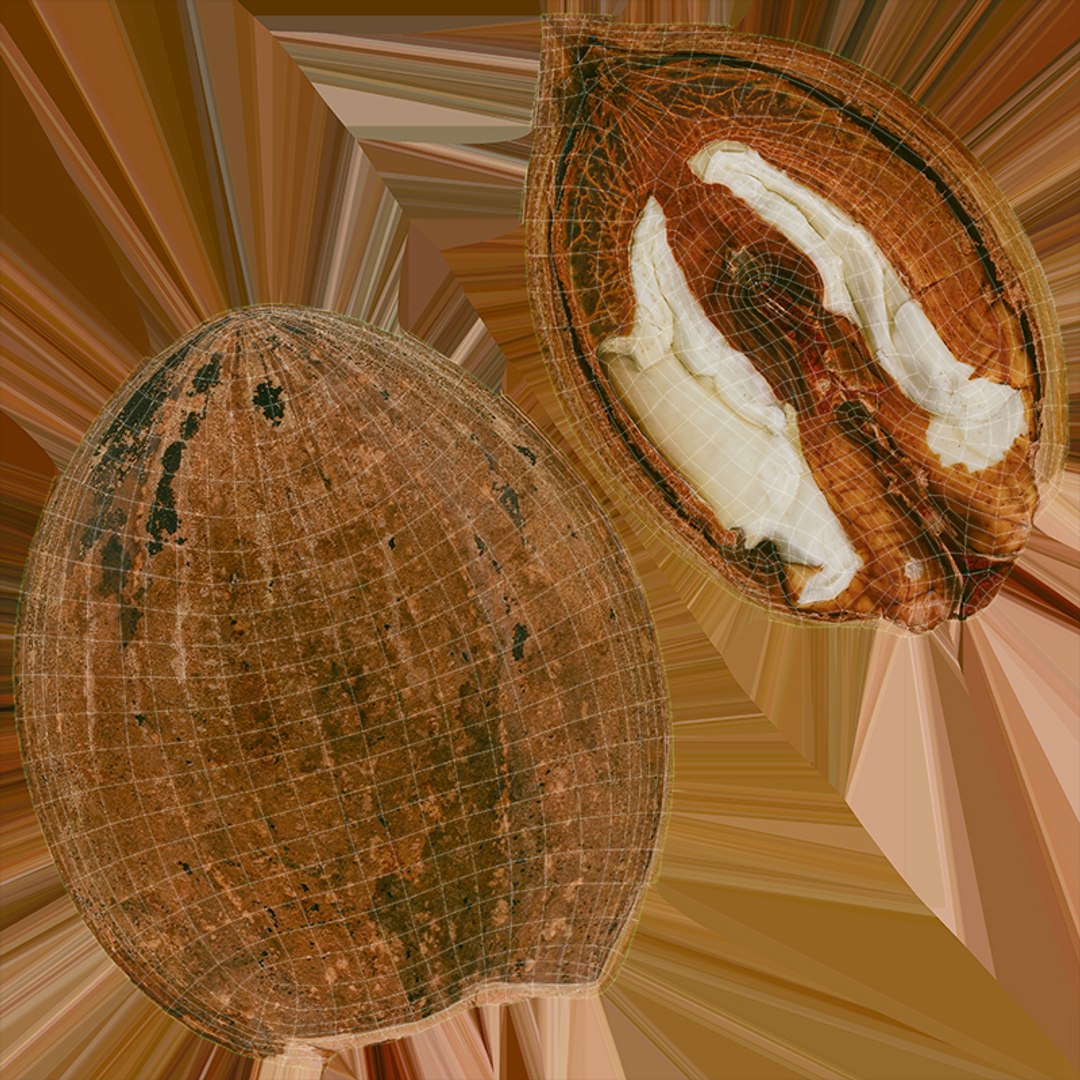 3D Model Pecan Nut Shell Open Collection - TurboSquid 2307447